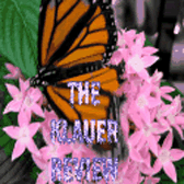 The Klauer Review – Woolino Canada